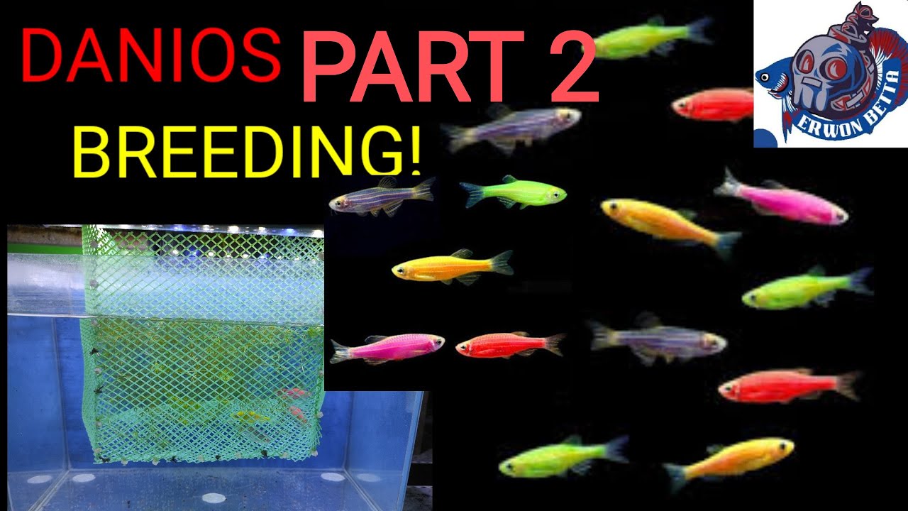 DANIOS BREEDING PART 2 - YouTube