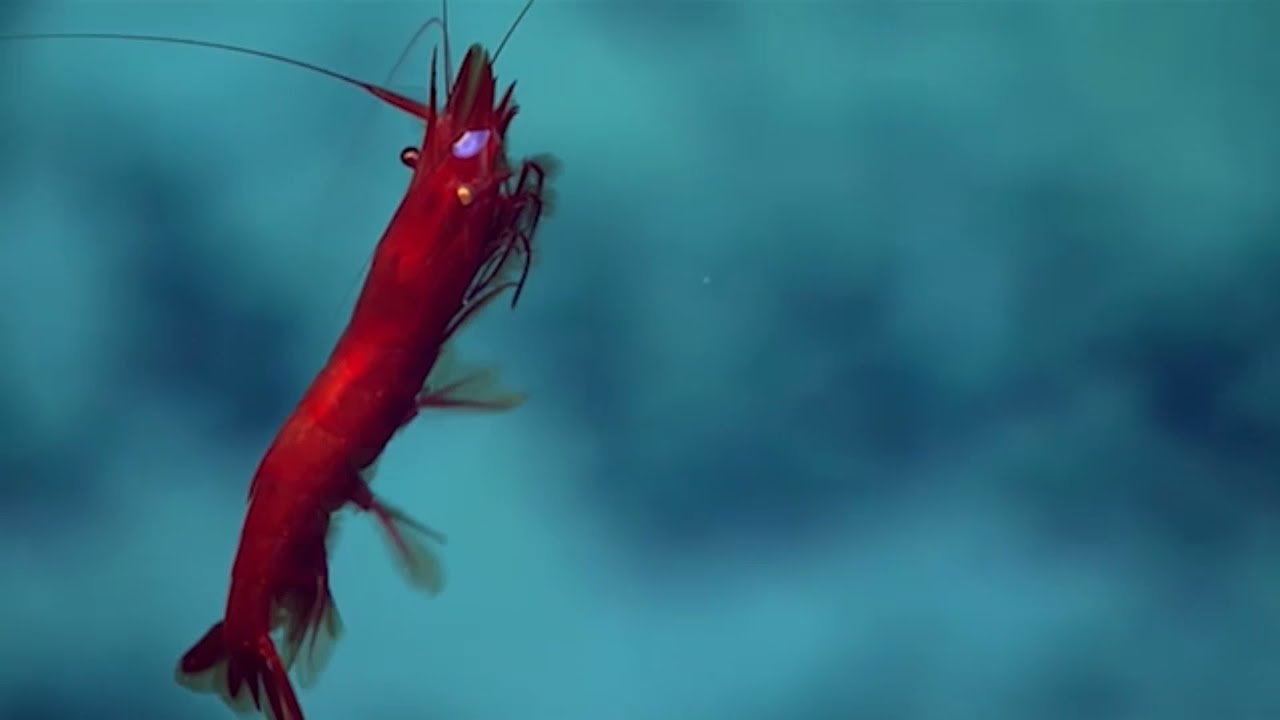 La dance de la Crevette rouge - YouTube