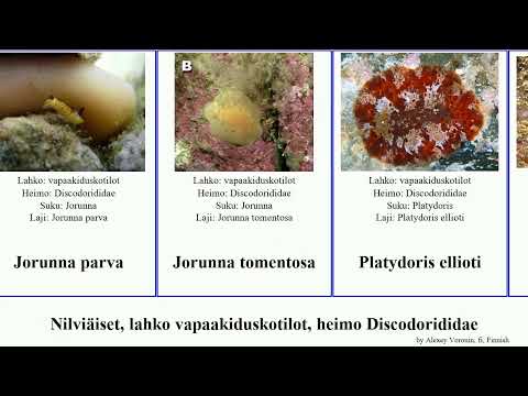 Nilviäiset, lahko vapaakiduskotilot, heimo Discodorididae mollusca parva tomentosa rugosa Jorunna
