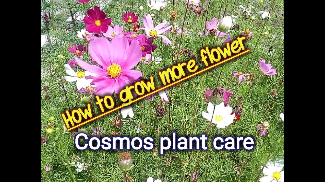 How to grow cosmos flower and get maximum blooms - YouTube