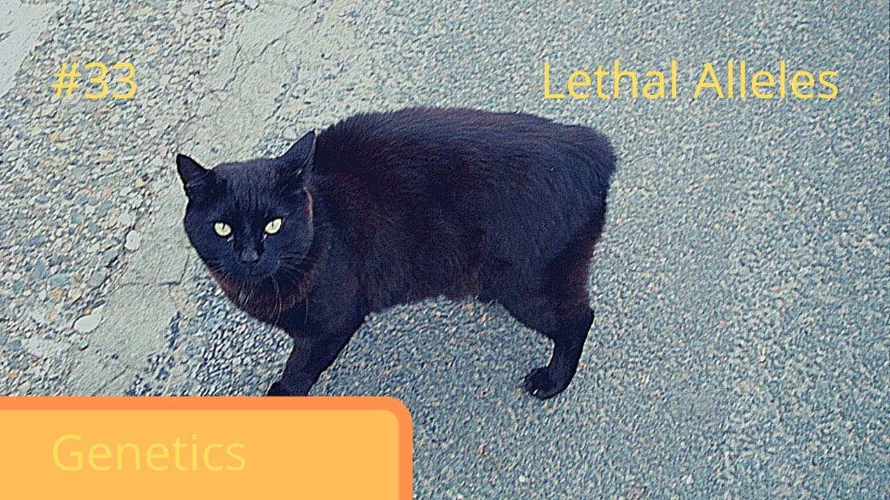 Biopedia episode 33- Lethal Alleles - YouTube