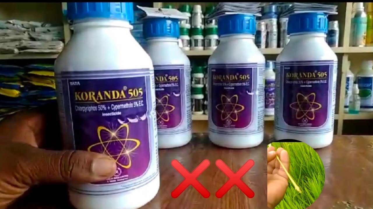 Koranda 505 Chlorpyrifos 50% and Cypermethrin 5% धान के तना छेदक पर ...