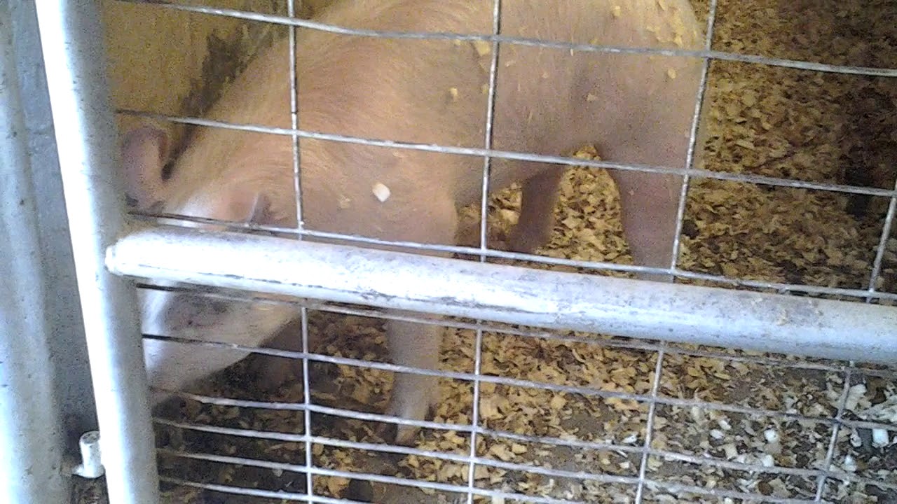 Pig making hilarious noise - YouTube
