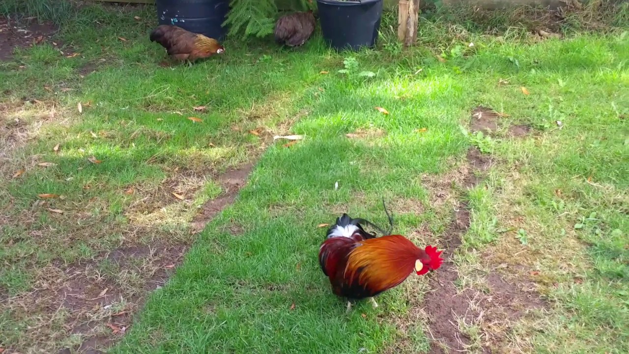 Ohiki bantam black red 2 - YouTube