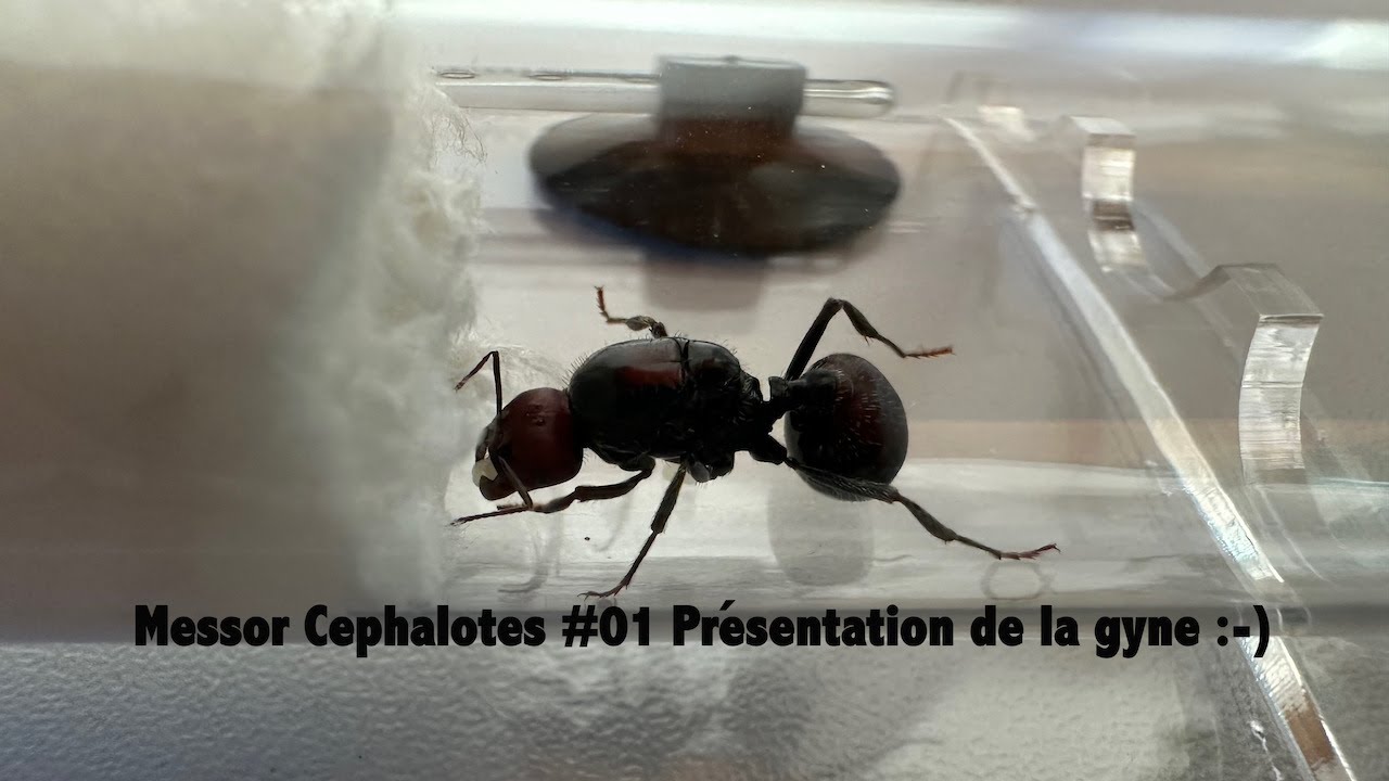 Messor Cephalotes #01 Présentation de la gyne - YouTube