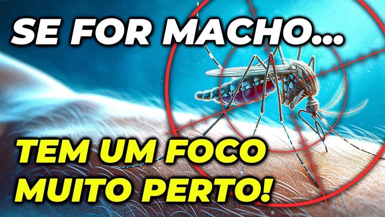 MOSQUITO DA DENGUE: APRENDA A DIFERENCIAR MACHO e FÊMEA - YouTube