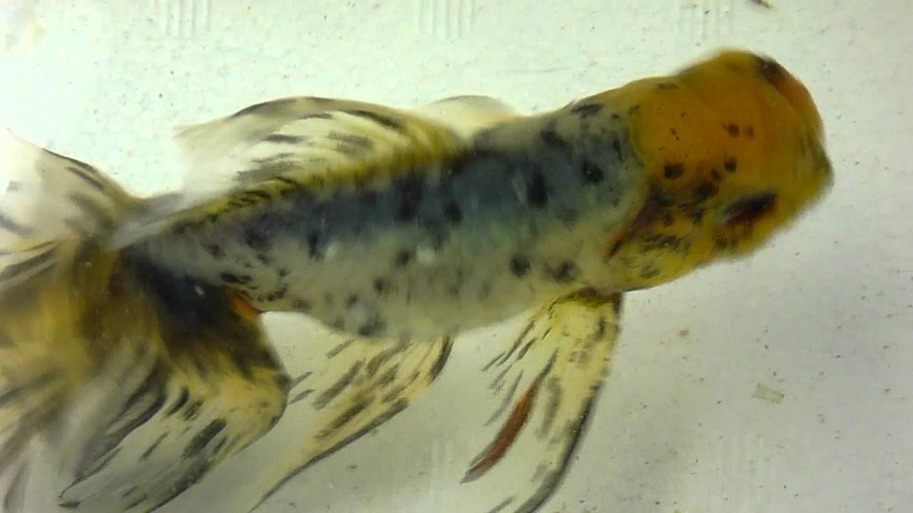 Hon Azuma ( Azuma Nishiki East Area type. Pure Original Line.) - YouTube