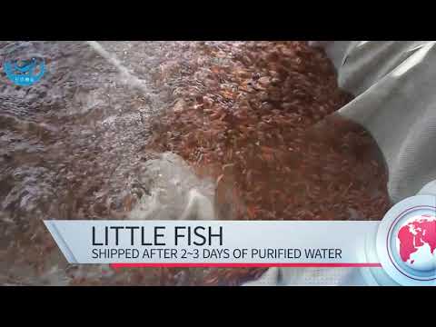 NEWS FXGM | Red Tilapia Pack and ship | 紅色吳郭魚 紅福壽魚苗 紅聖彼得魚 Cá rô phi đỏ ...