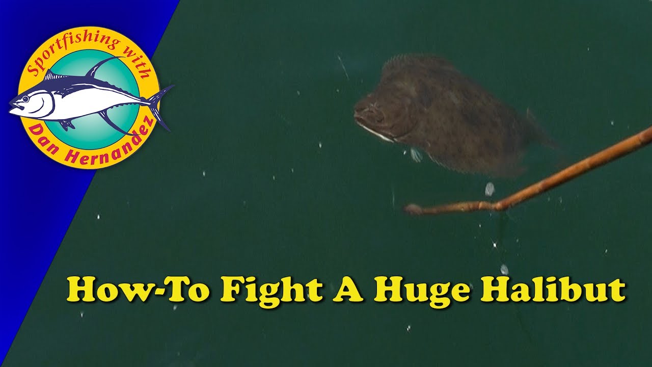 How-To Fight a Big Halibut | SPORT FISHING - YouTube