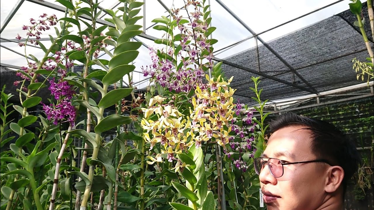 Anggrek koleksi sultan, batang tinggi subur dan berbunga varian ...