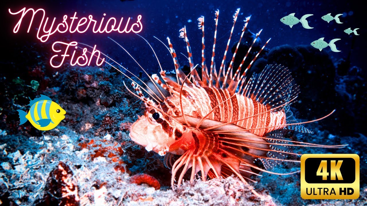 Mysterious Fish 😲 The Rarest Fish You Need to Know! 🐟 - YouTube