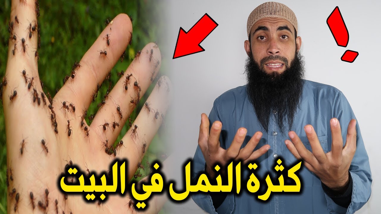 كثرة النمل في البيت بدون سبب وهل له علاقة بالسحر شاهد حتى النهاية Youtube