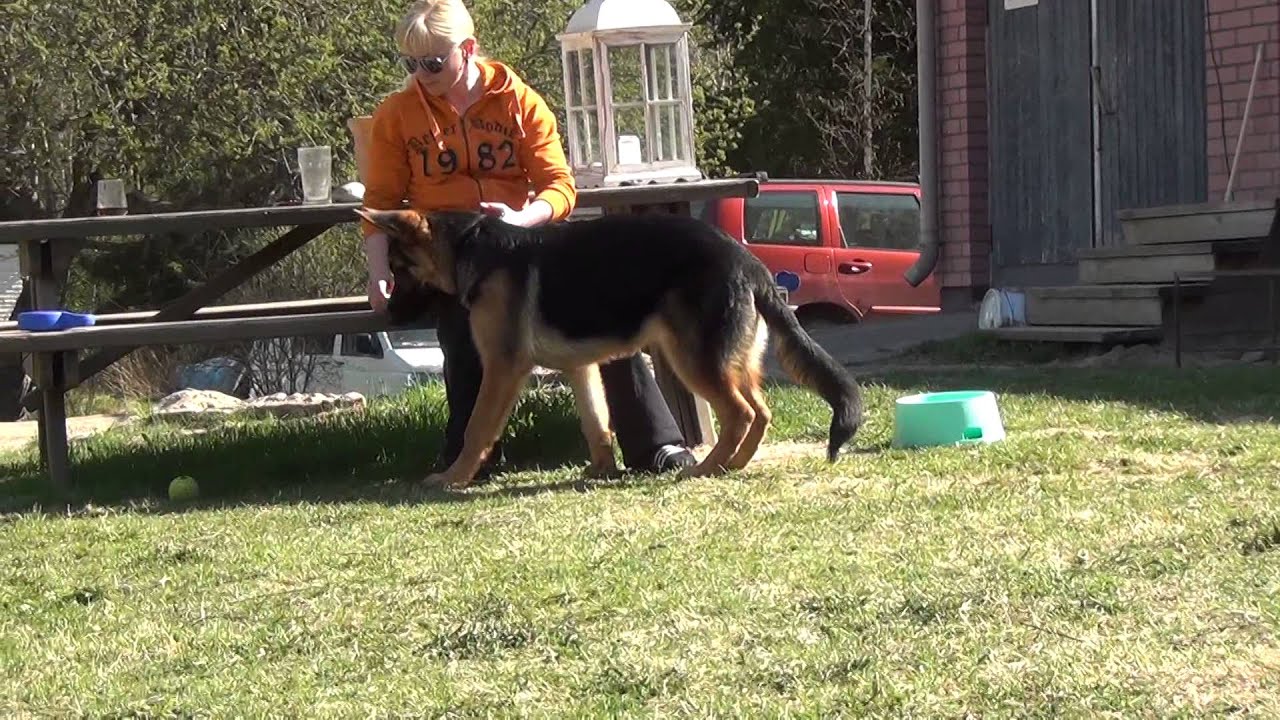 Ultimatum Edor outdoor playing - YouTube