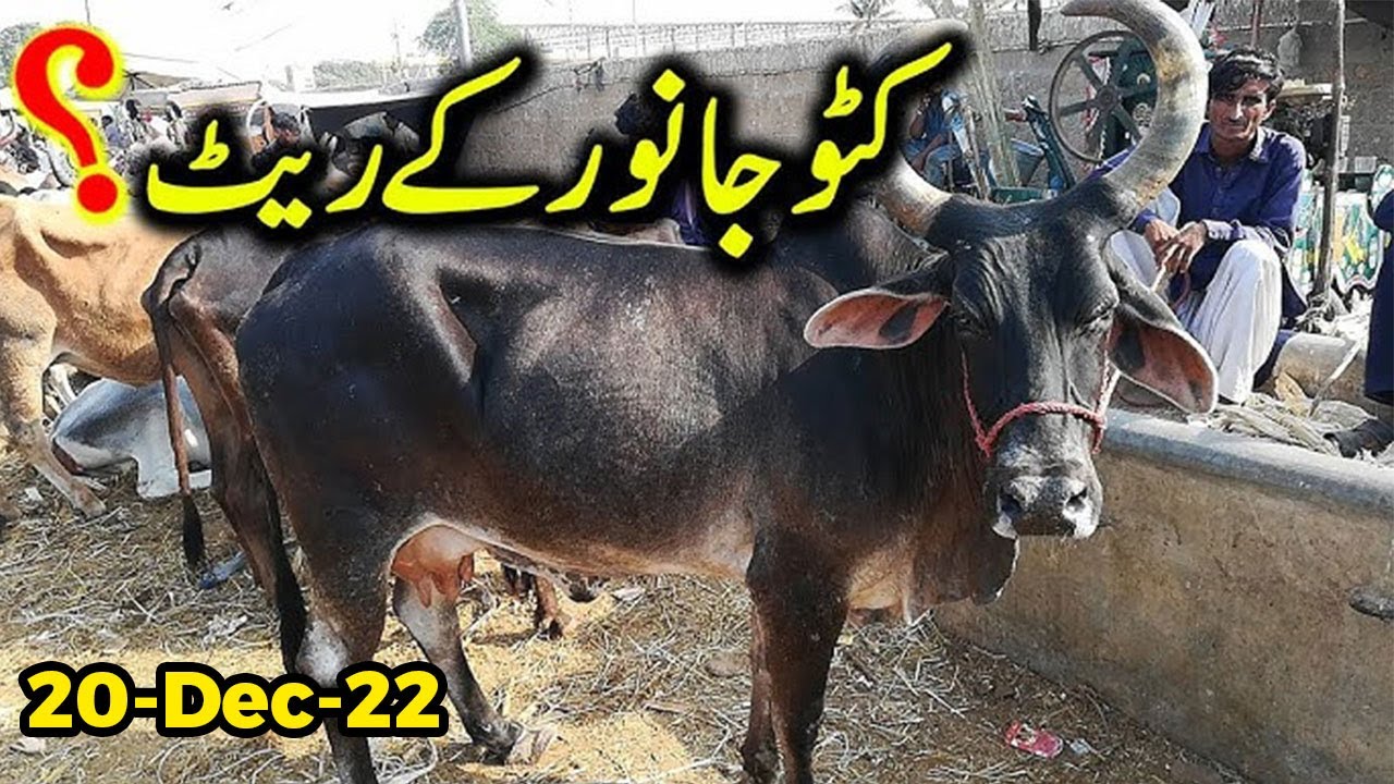 Katu Cow rates update for 2023 | 20-Dec-22 Malir Mandi today | cow ...