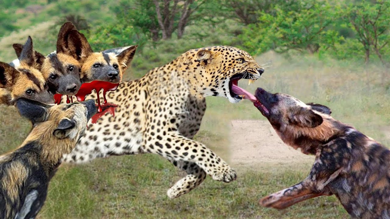 The Scariest Attack In The Wild - Wild Dog Revenge Leopard - What Did ...