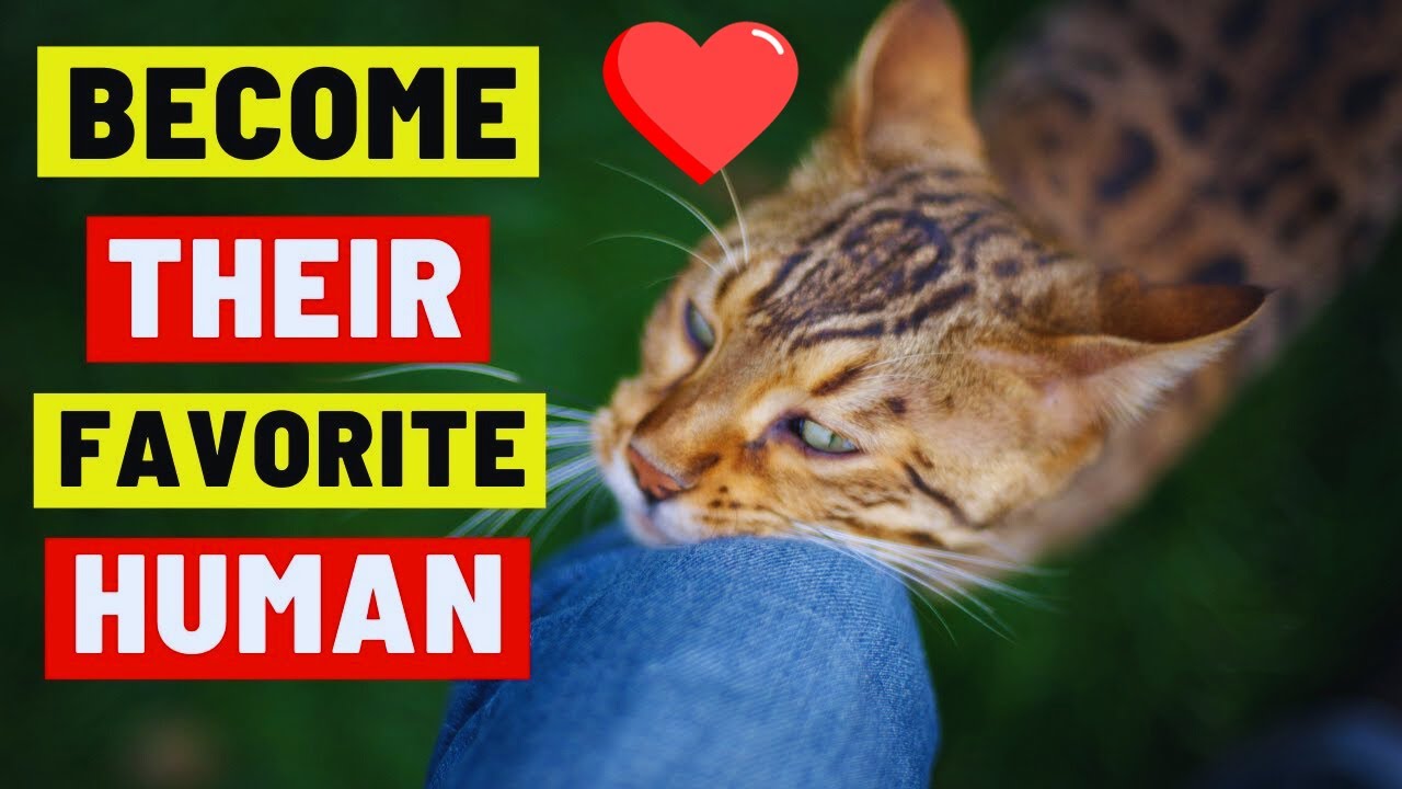 How Cats Pick Their Favorite Humans | Cat Behaviour - YouTube