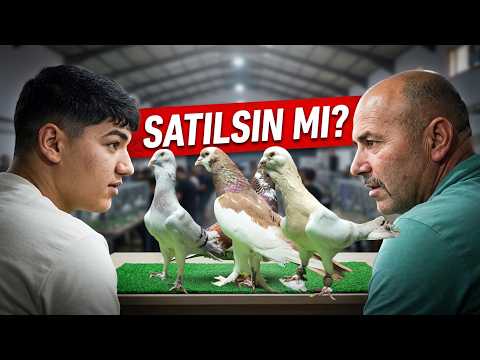 Kesintisiz Güvercin İhalesi - Armutlu Kuş Evi | Bu FİYATLAR ŞAKA DEĞİL!