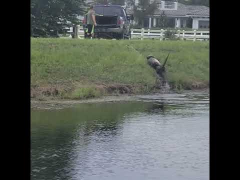 Alligator removal by FWC. Wellington Florida - YouTube
