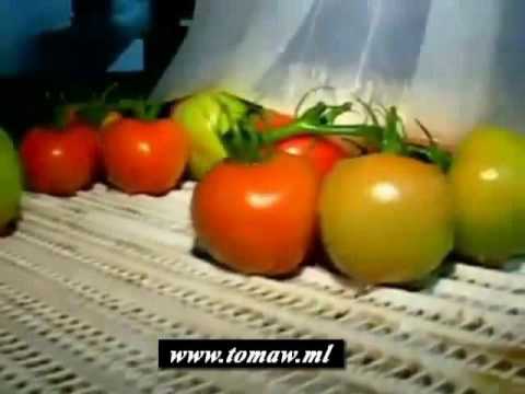 Fioletowe winogrona i pomidory importer hurtownia dostawca i eksporter