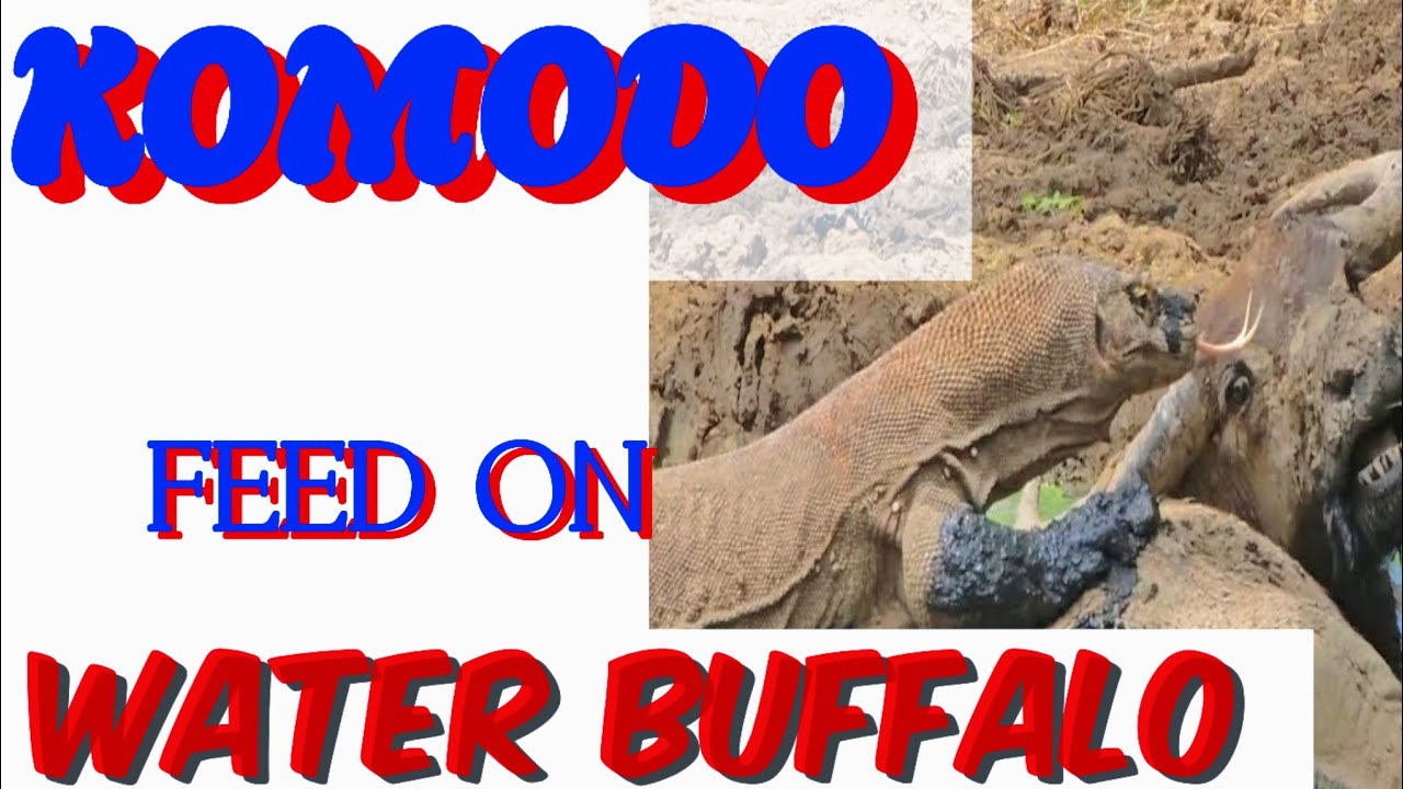 WORLD's LARGEST Lizard Eats WATER BUFFALO Alive? - YouTube
