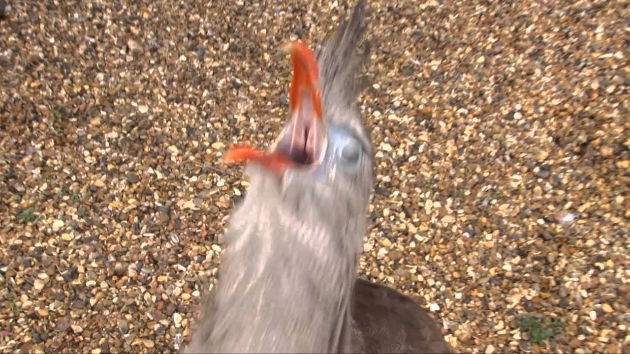 Richard the Red Legged Seriema has the strangest laugh! - YouTube