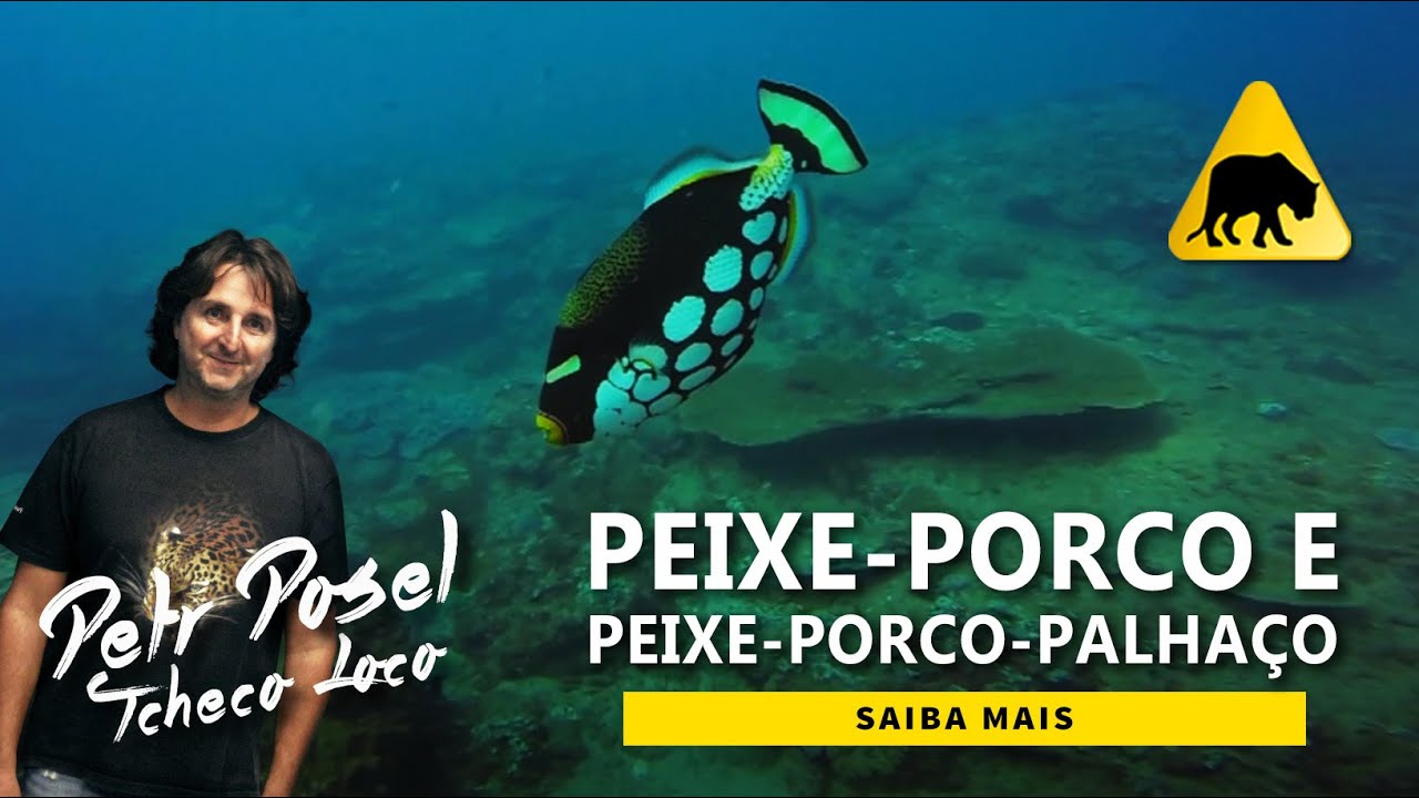 Peixe Porco: características, onde encontrar e alimentação