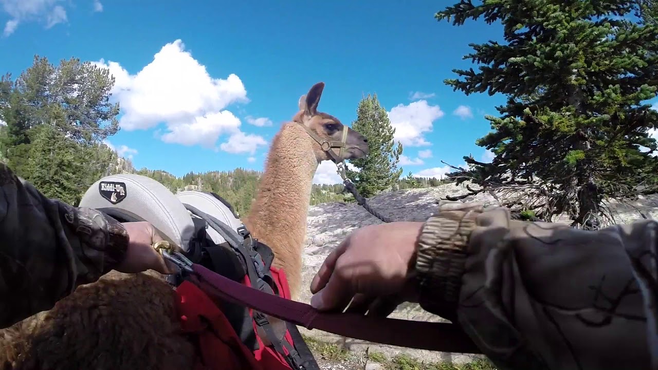 Llama Packing A B Wilderness - YouTube