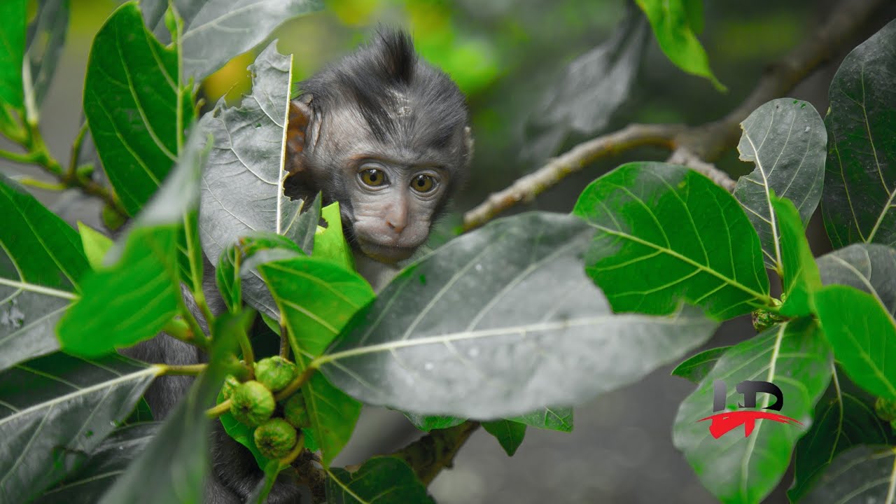 amazing animals in nature episodes ||cute animals that can probably ...