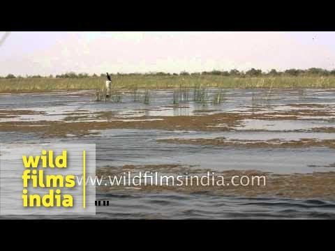 Thol Lake Bird Sanctuary in Gujarat - YouTube