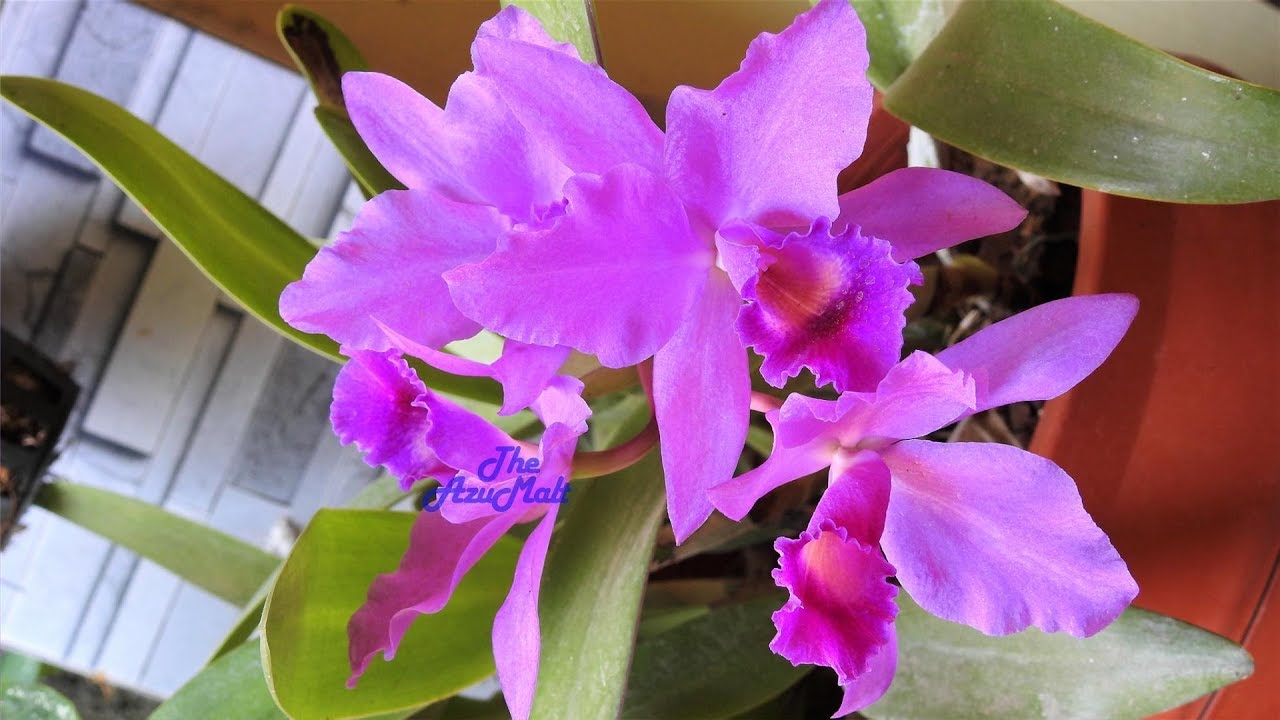 Exotic Beautiful Orchid Catleya Labiata Crimson Cattleya Ruby Llipped Cattleya - YouTube