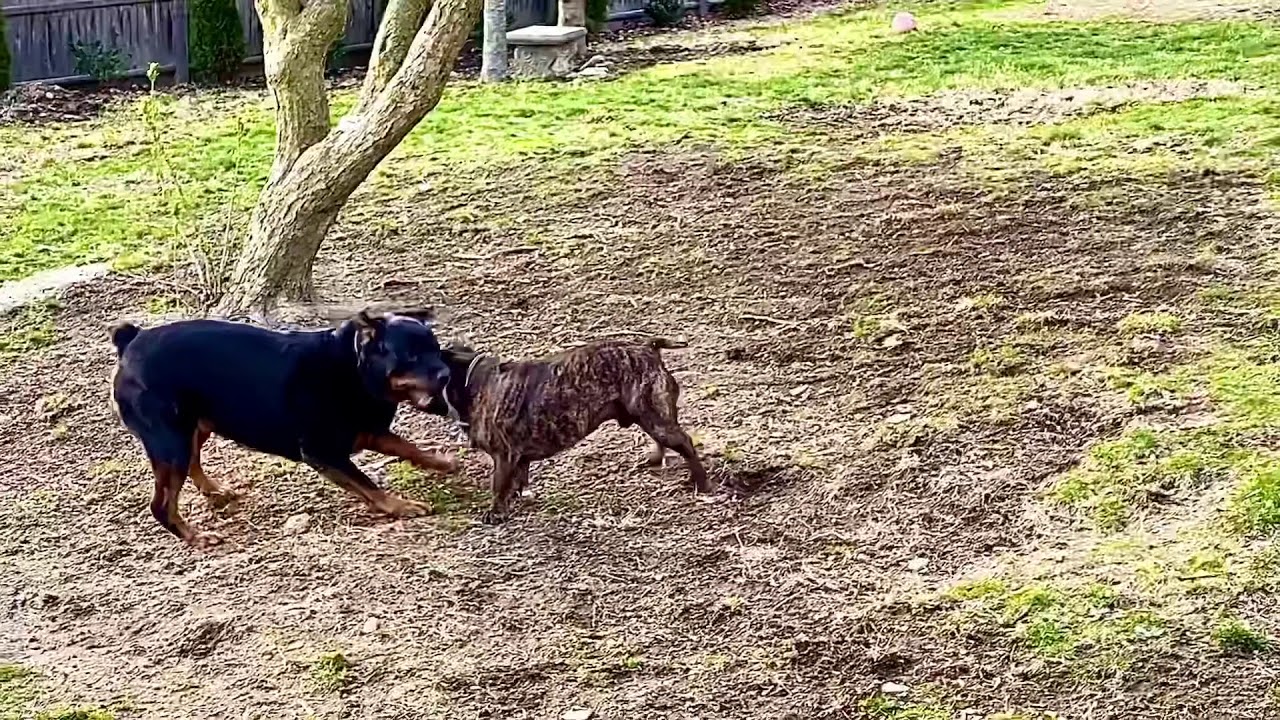 Maya-the Rottweiler, & Grizzly-the pocket American Bully! - YouTube