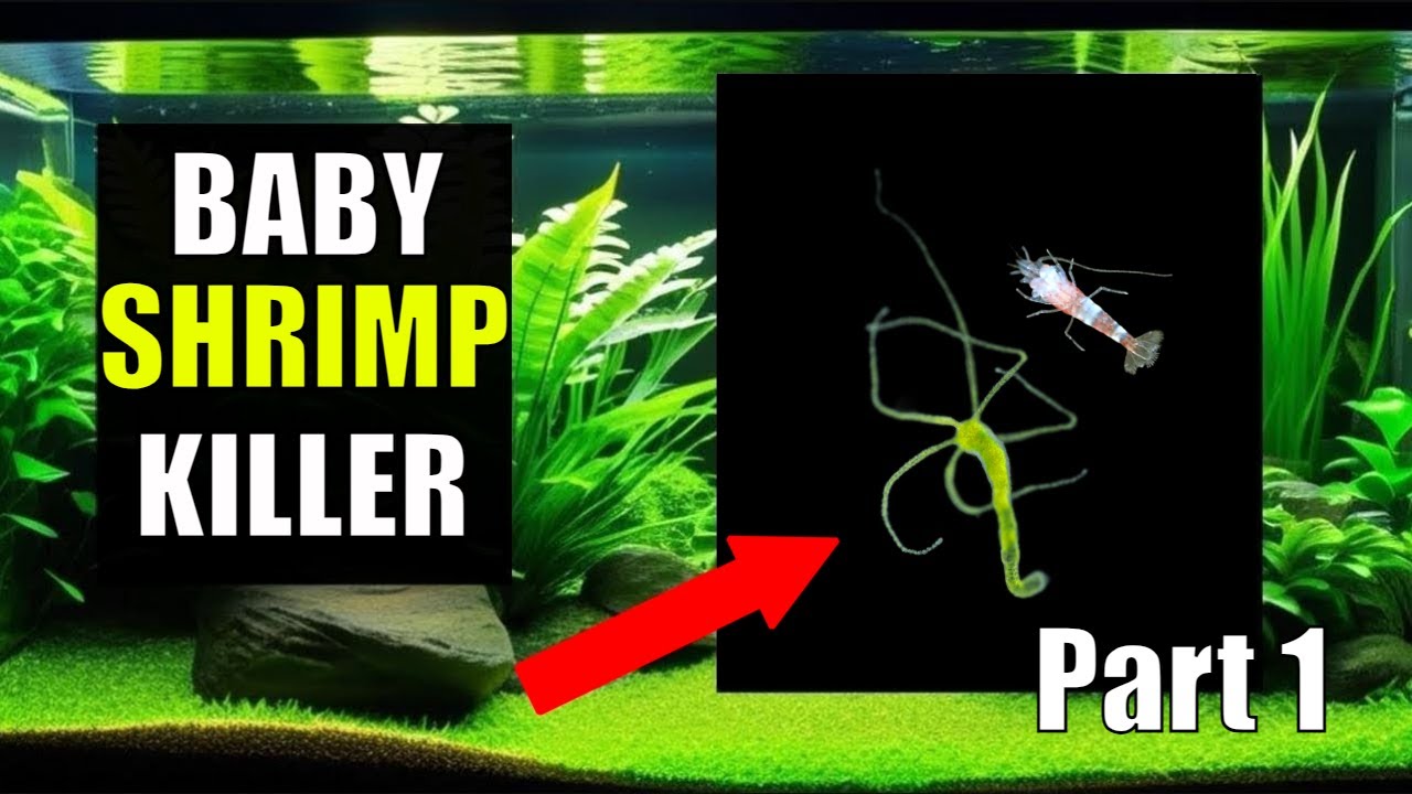 How to Safely Treat Hydra in Shrimp Tanks | No Planaria Dosing & Tank ...