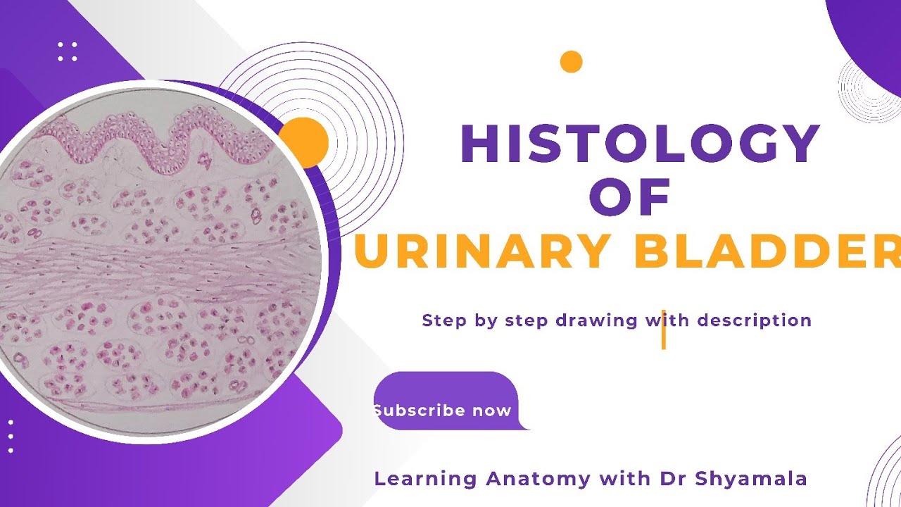Histology of Urinary bladder. Step by step drawing with description ...
