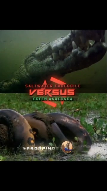 Saltwater crocodile vs Green anaconda#video#edit#animals#shorts# ...