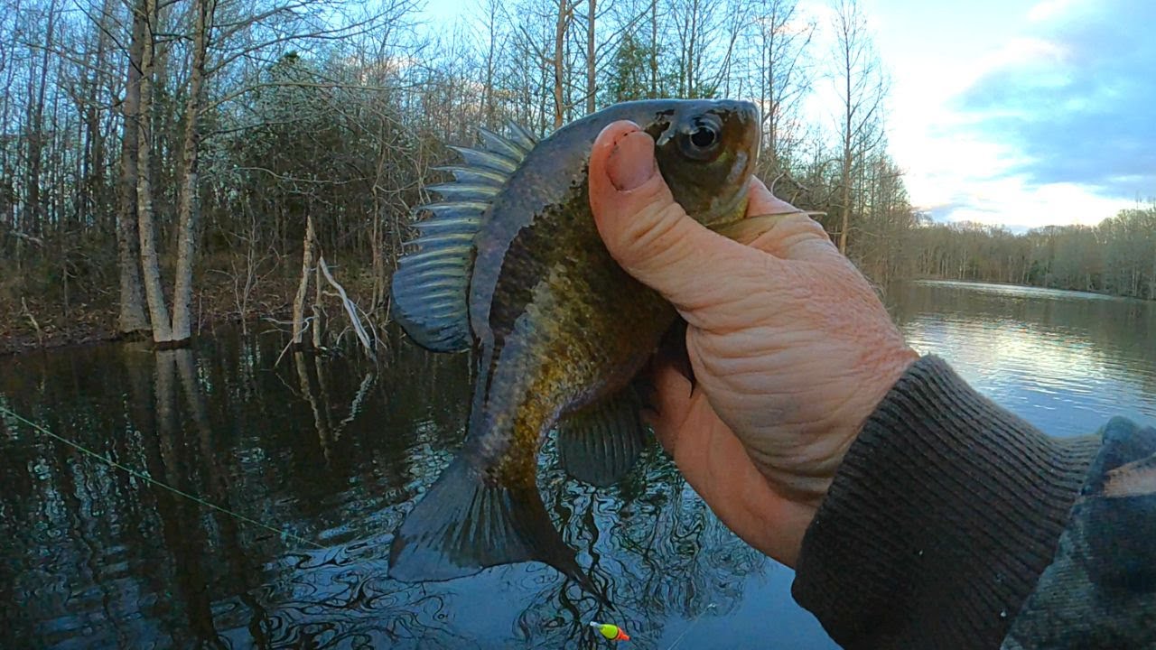 Early spring Bream fishing - Hunting Bluegills - YouTube
