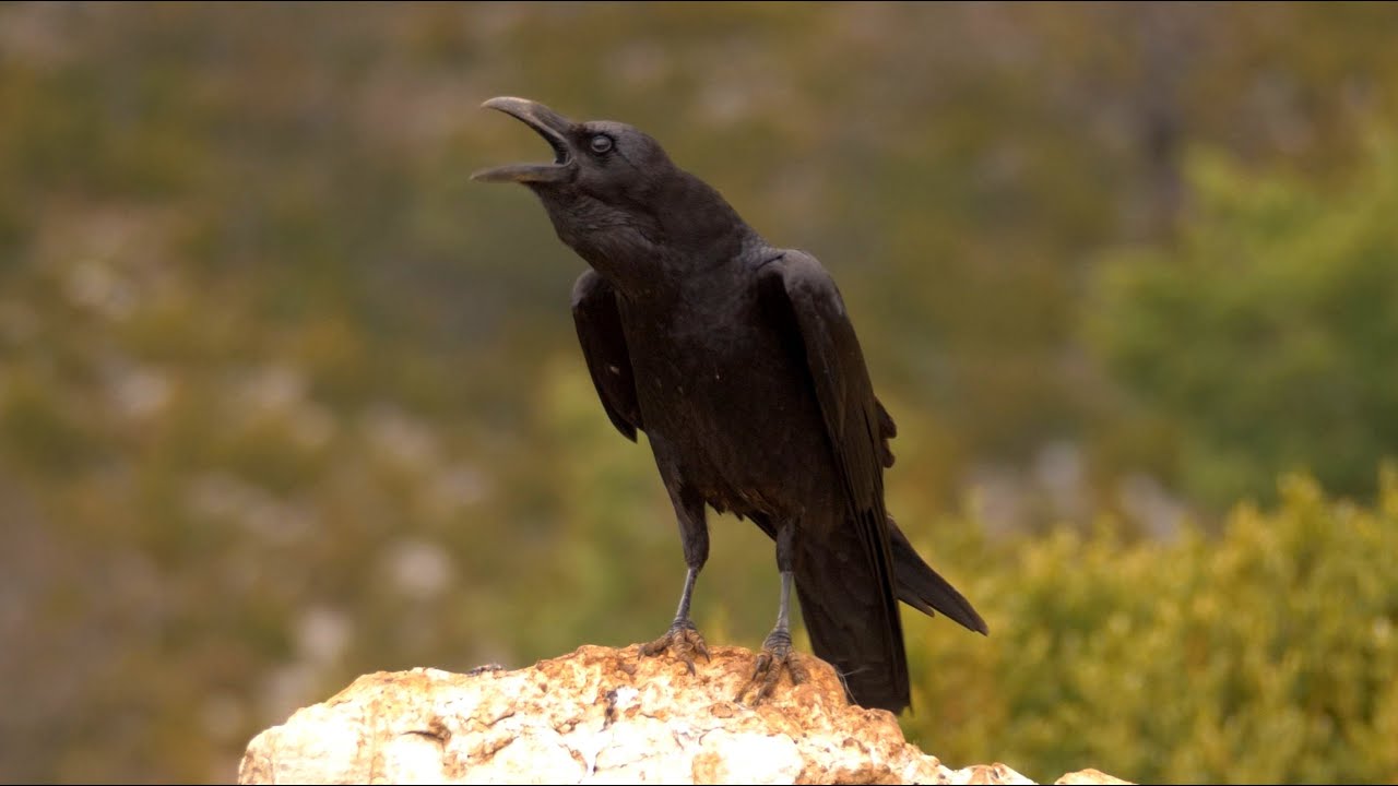 Common Raven Calling - YouTube