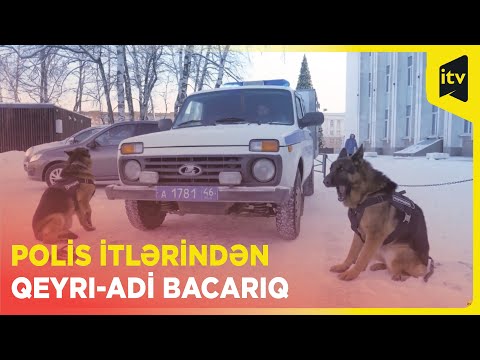 Polis maşınlarının siqnallarını yamsılayan itlər