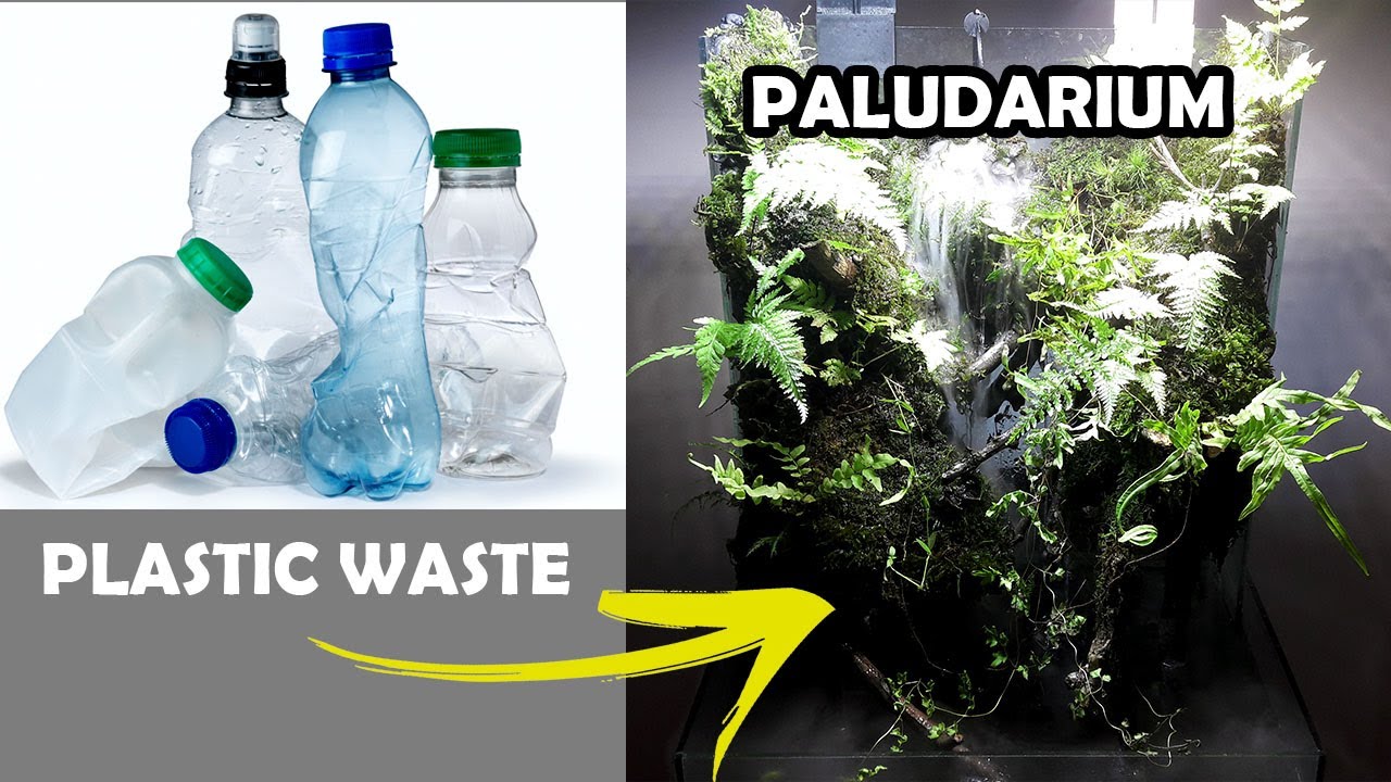 Set up Paludarium tank from plastic waste - Bể bán cạn làm từ rác thải ...