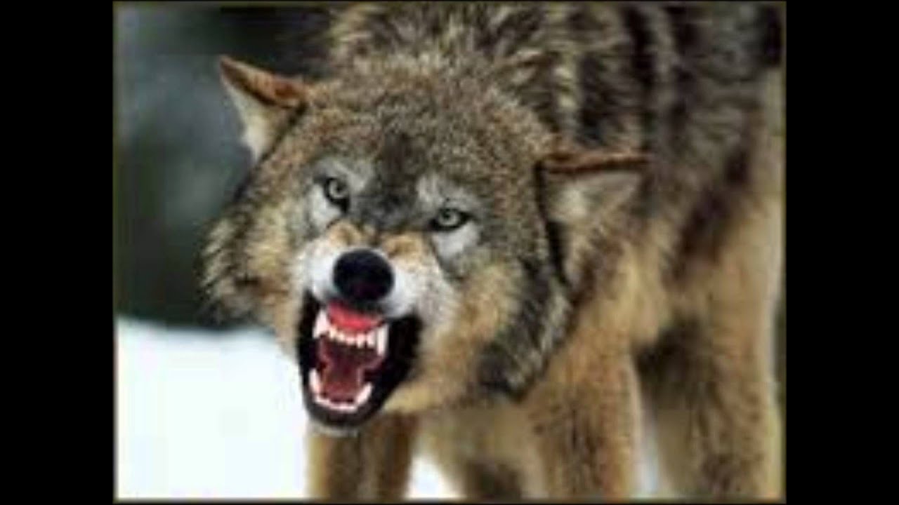 Varg Läten - YouTube