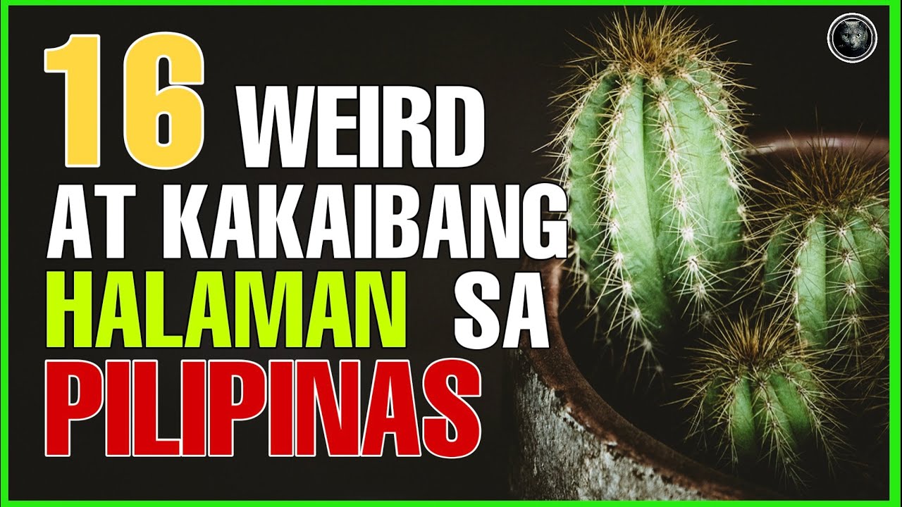 Mga Rare at Kakaibang mga Halaman na Magandang Alagaan | Rare Plants ...