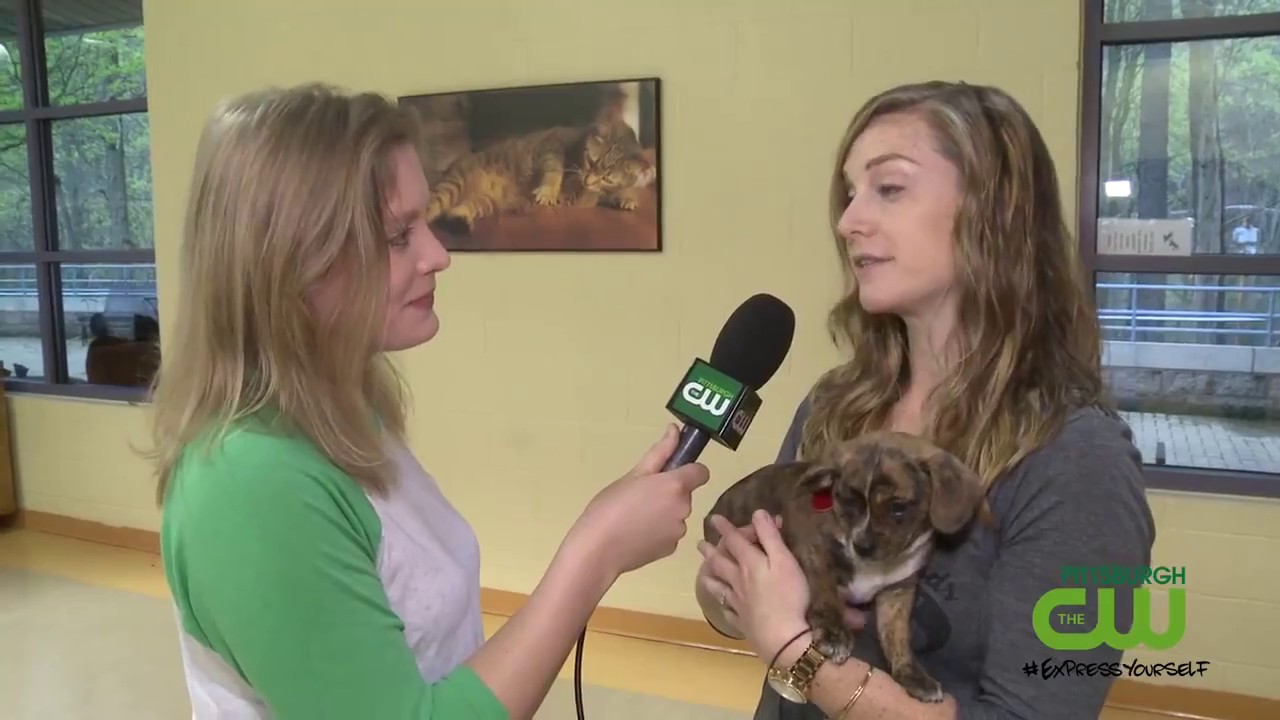 Animal Friends' Adoption Services Interview with Pittsburgh's CW Green ...