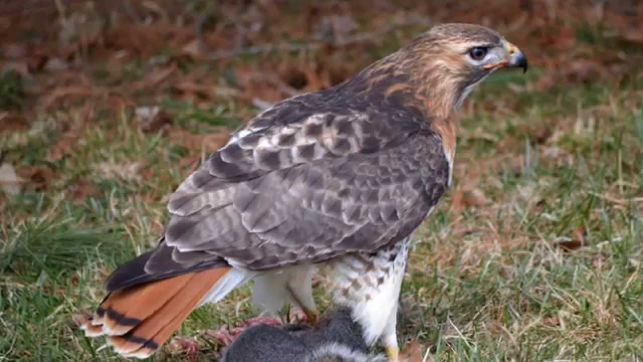 Redtail Hawk vs. Squirrel - YouTube