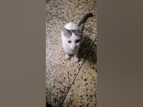 মিন্টু কথা শুনে | বিড়াল | obedient cat | #viralshorts #shorts # ...