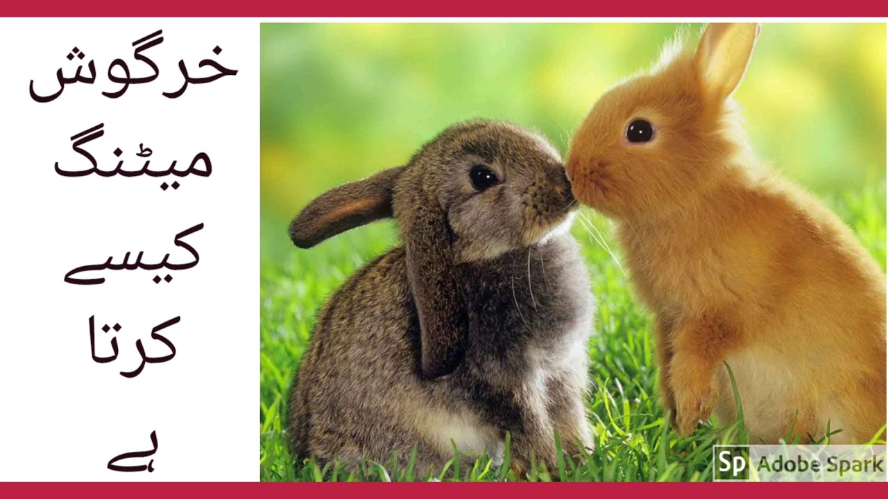 Rabbit mating | Rabbit faming | angora rabbit | royal pets - YouTube