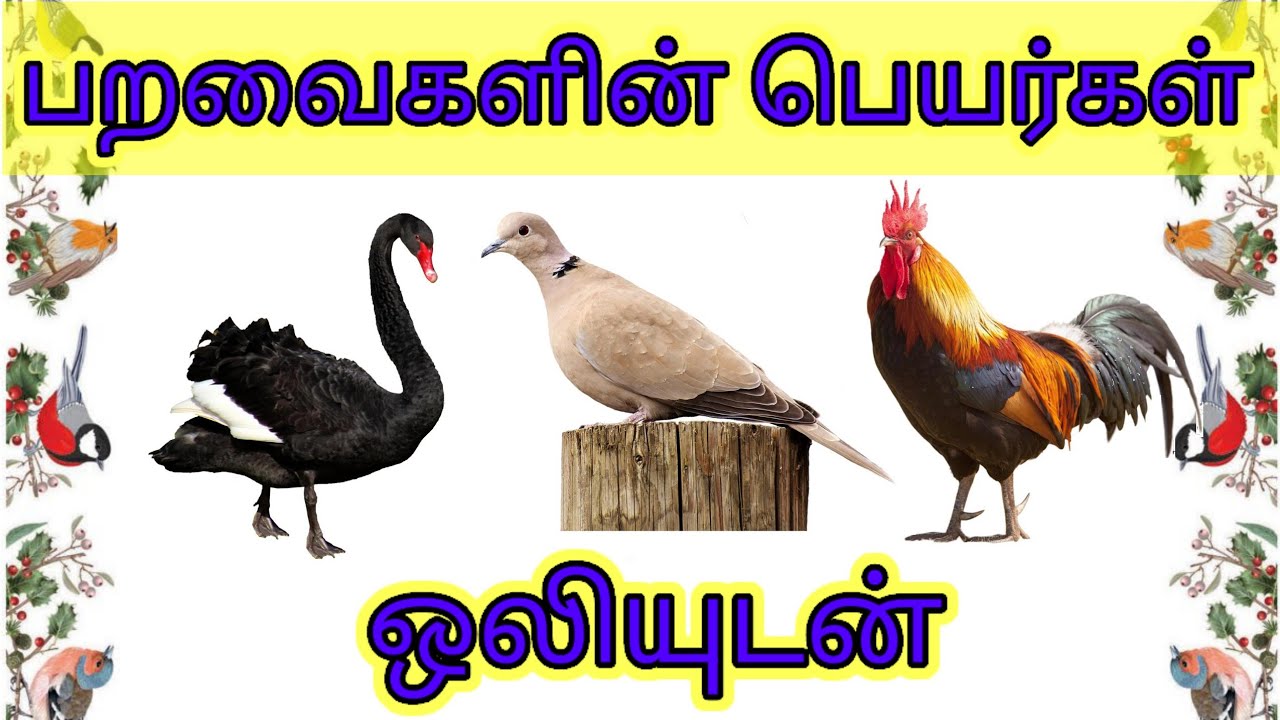 BIRDS NAME TAMIL AND ENGLISH.பறவைகளின் பெயர்கள் ஒலியுடன் for kids and ...