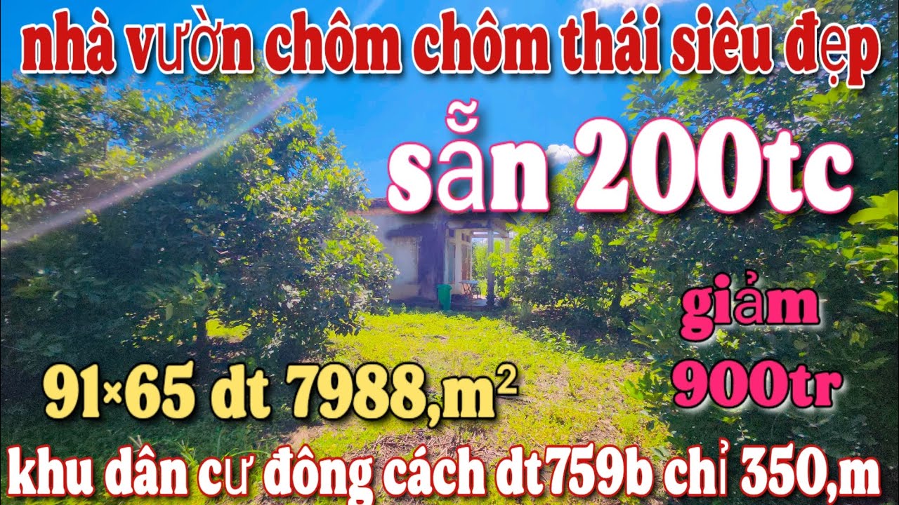 nhà vườn chôm chôm thái cách Ql13 dt759b chỉ 350m Có sẵn 200tc 91×65 dt ...