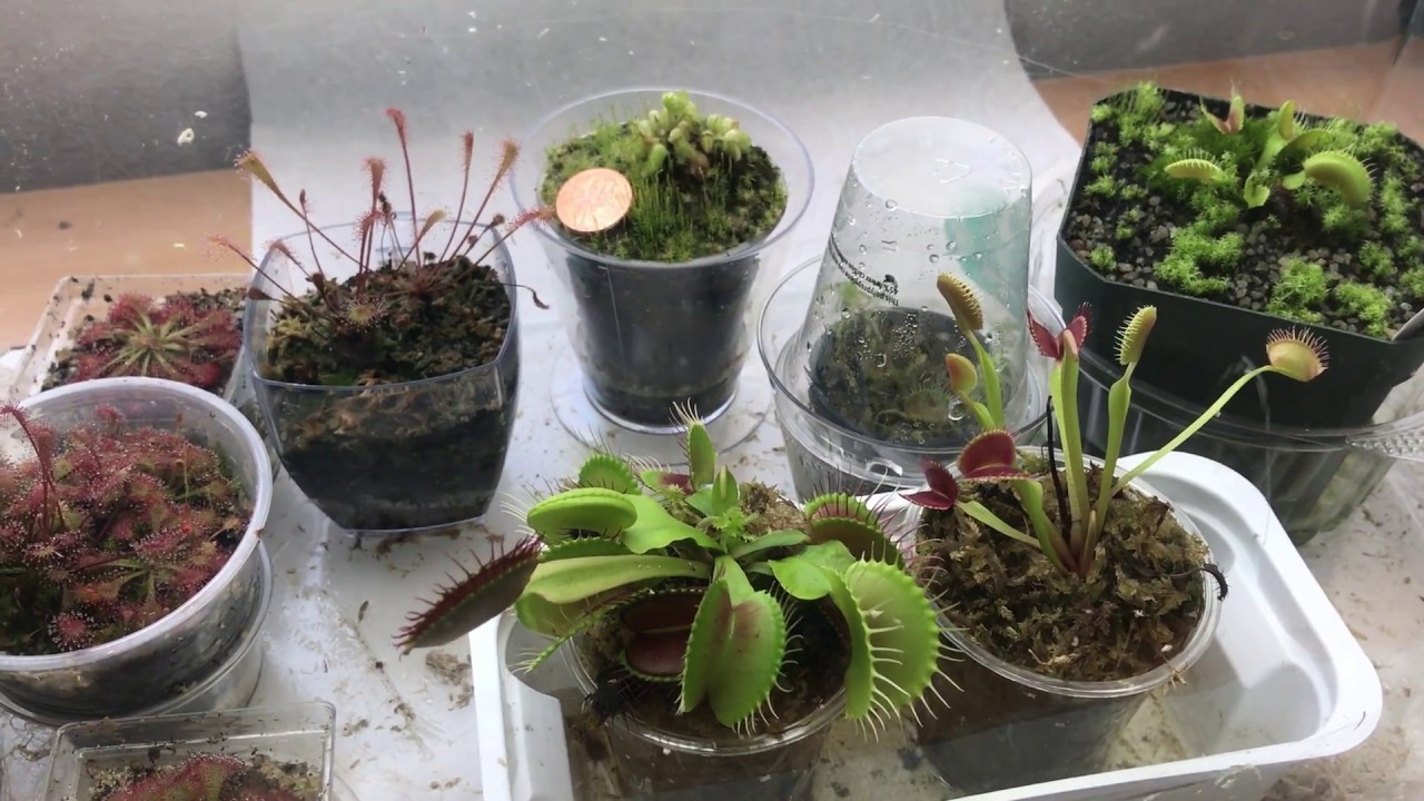 Growing Cephalotus: The Cheap Way - YouTube