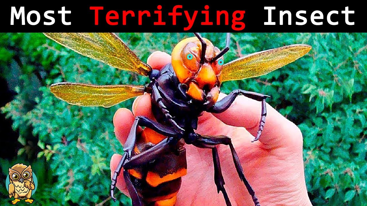 Giant Asian Hornet: The Most Terrifying Insect You'll Ever See - YouTube