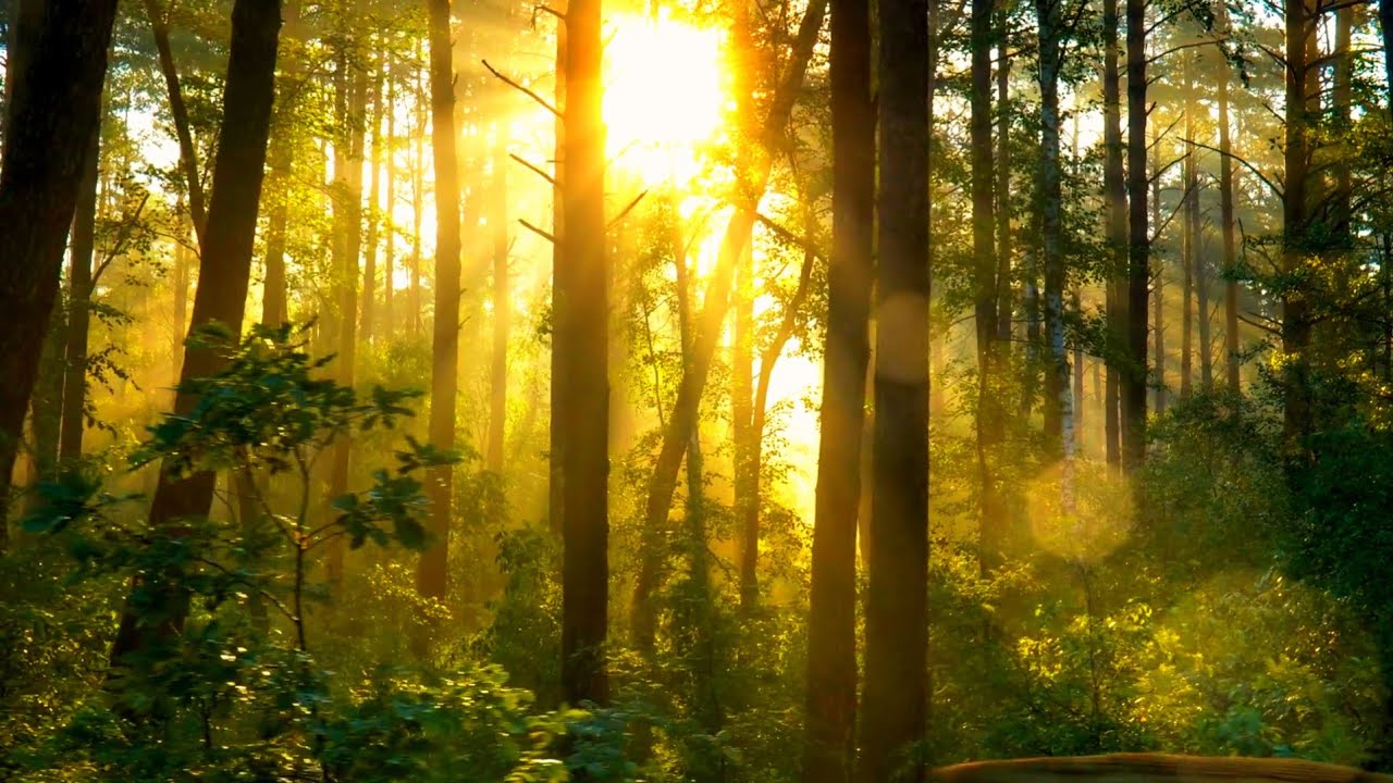 MENTAHAN PEMANDANGAN HD ALAM | CINEMATIC ALAM | NO COPYRIGHT - YouTube