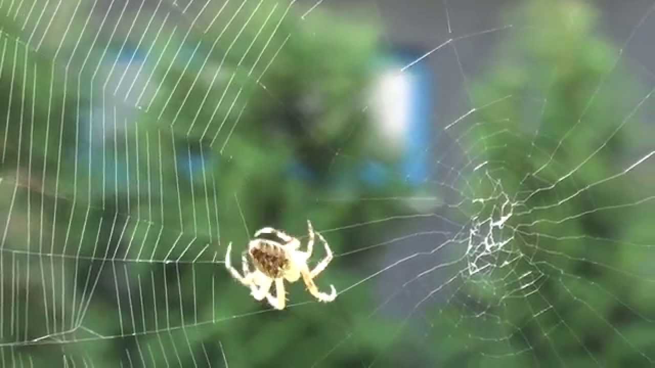 Spider web construction - AT WORK - YouTube